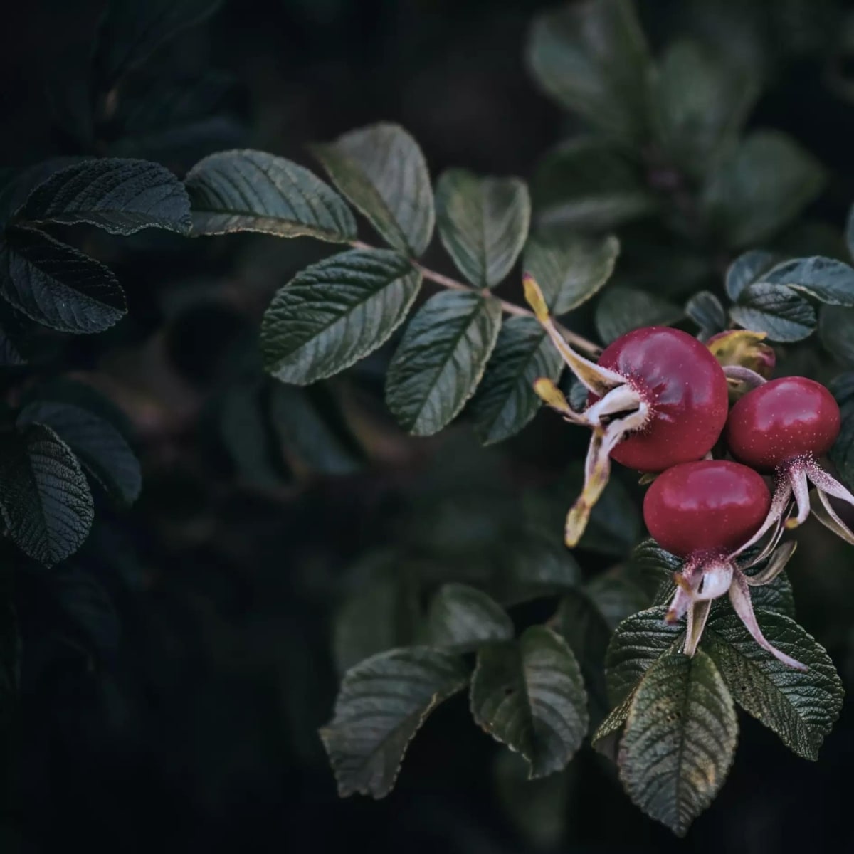 Jungkraut • Original Shower Gel • haar-shop.ch