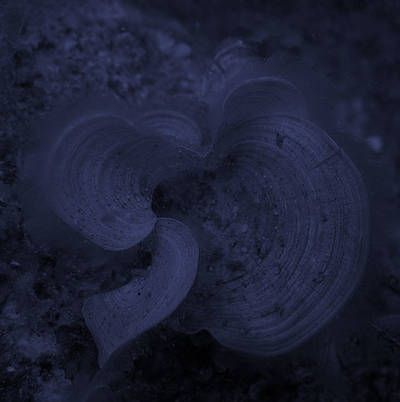 Biotherm Day Control 48h Protect Roll-On