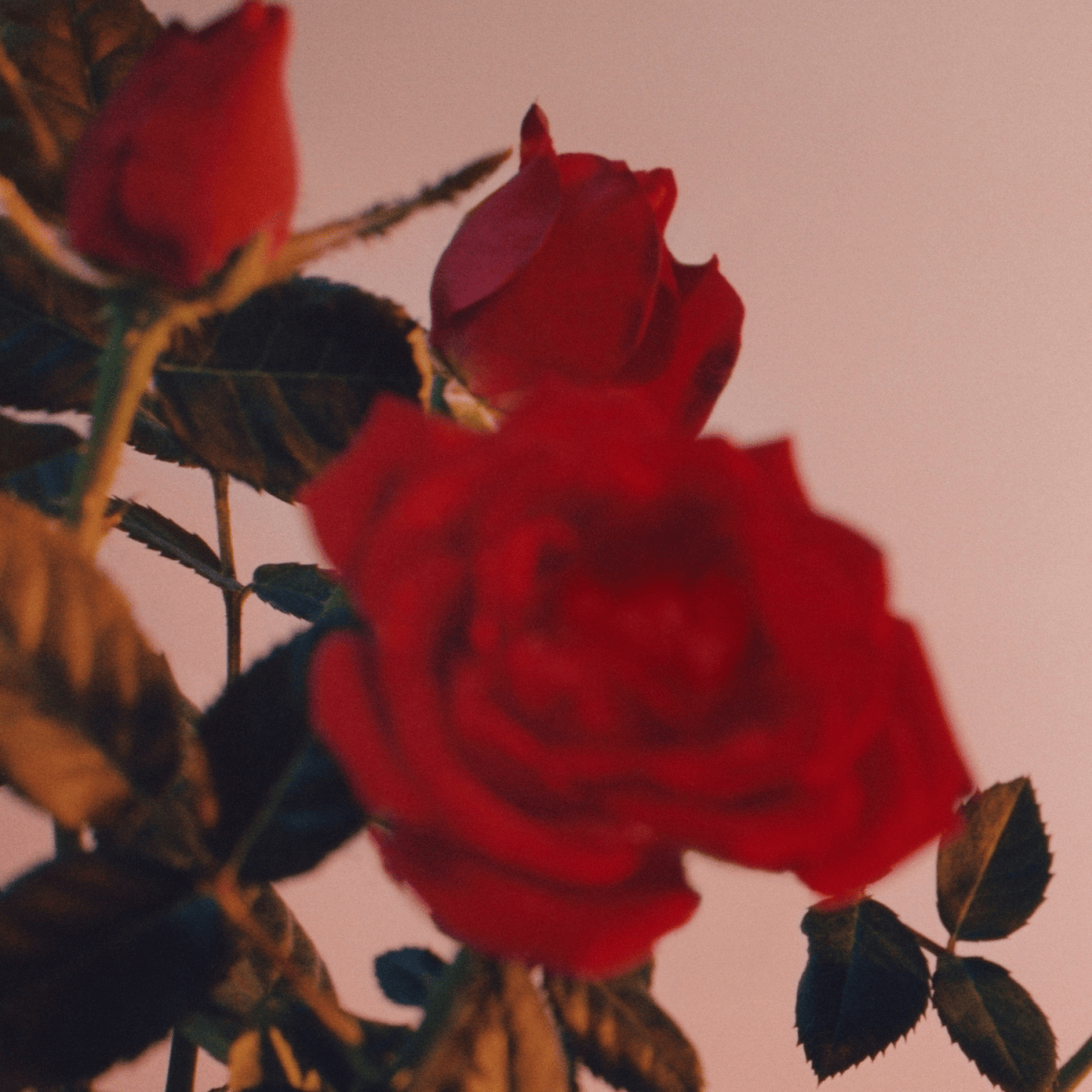 Sunset Eau de Parfum Intense