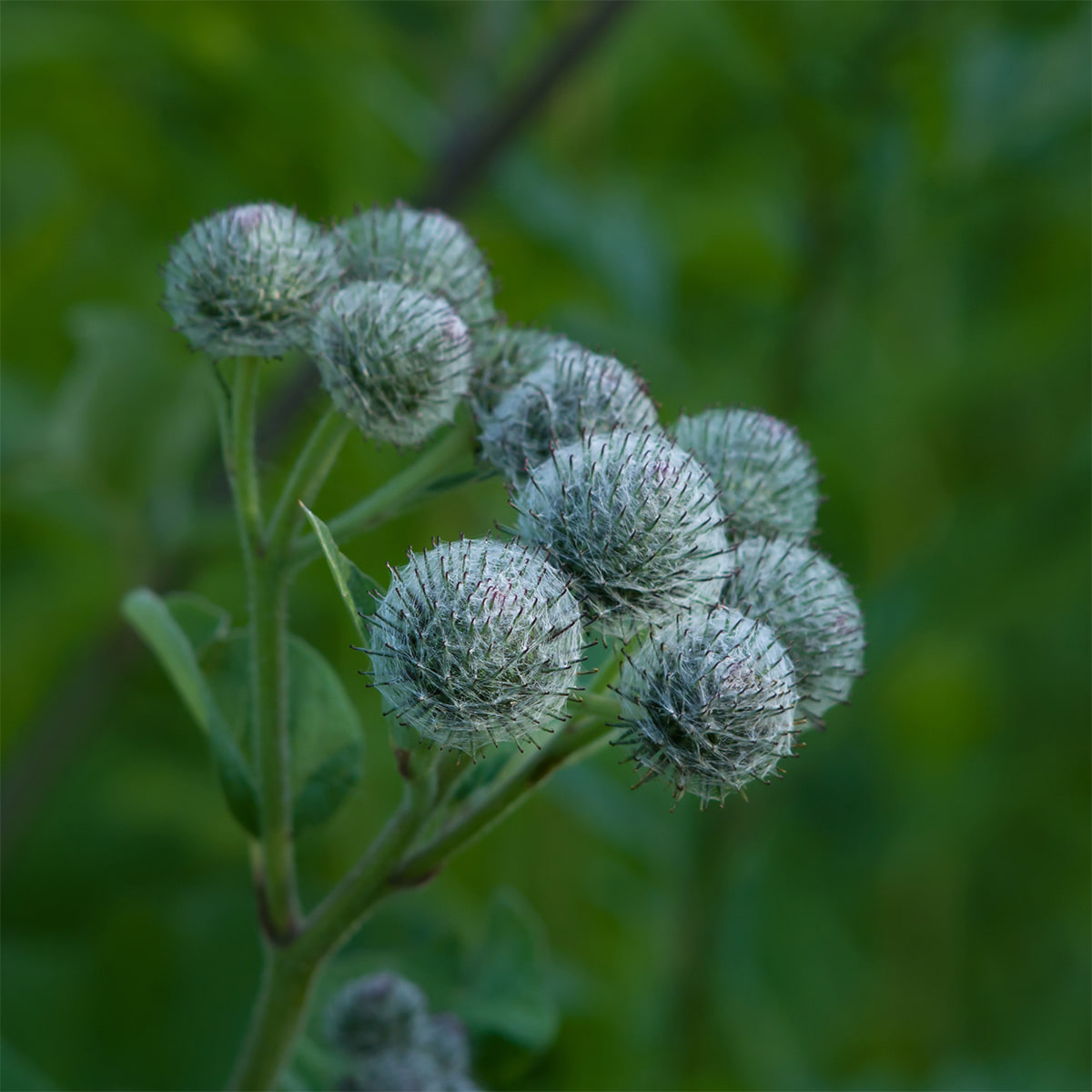 Rausch • Original Haartinktur Duo Pack • haar-shop.ch