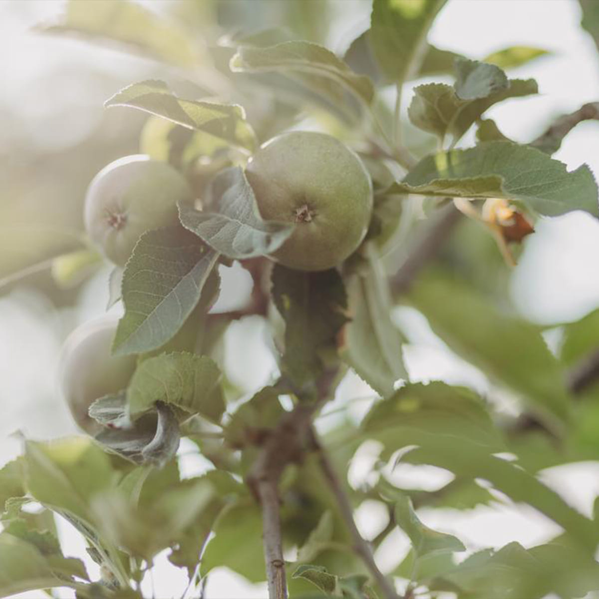Rausch • Anti-Pollution Spray with Swiss Apple
