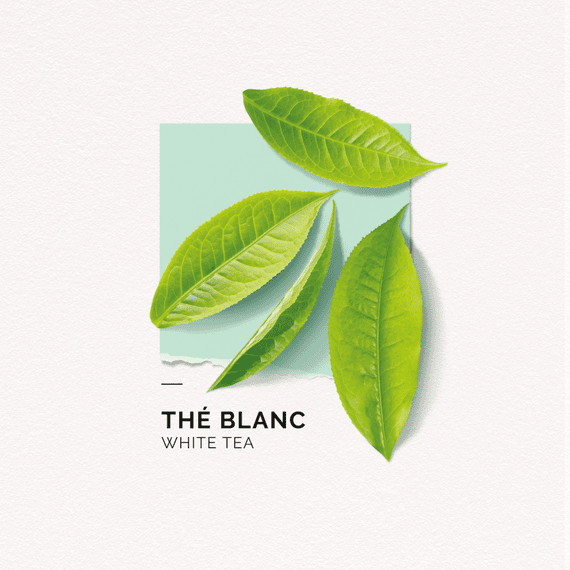Solinotes • White Tea Eau de Parfum • haar-shop.ch